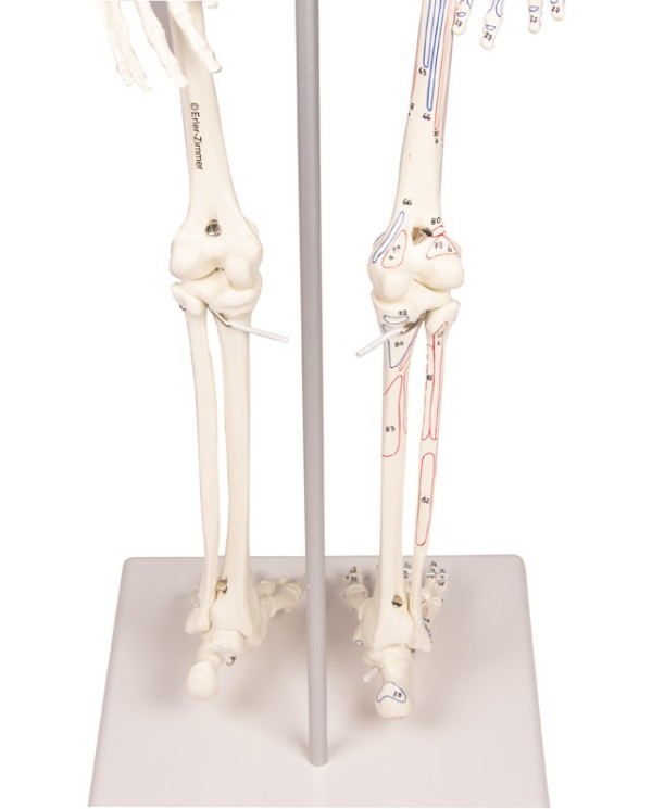 Modello anatomico in scala di scheletro umano, inserzioni muscolari