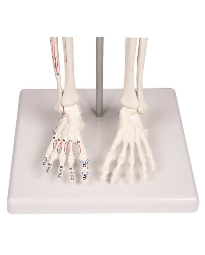 Modello anatomico in scala di scheletro umano, inserzioni muscolari