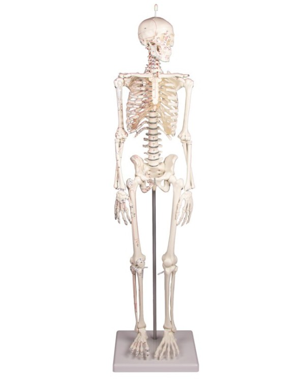 Modello anatomico in scala di scheletro umano, inserzioni muscolari
